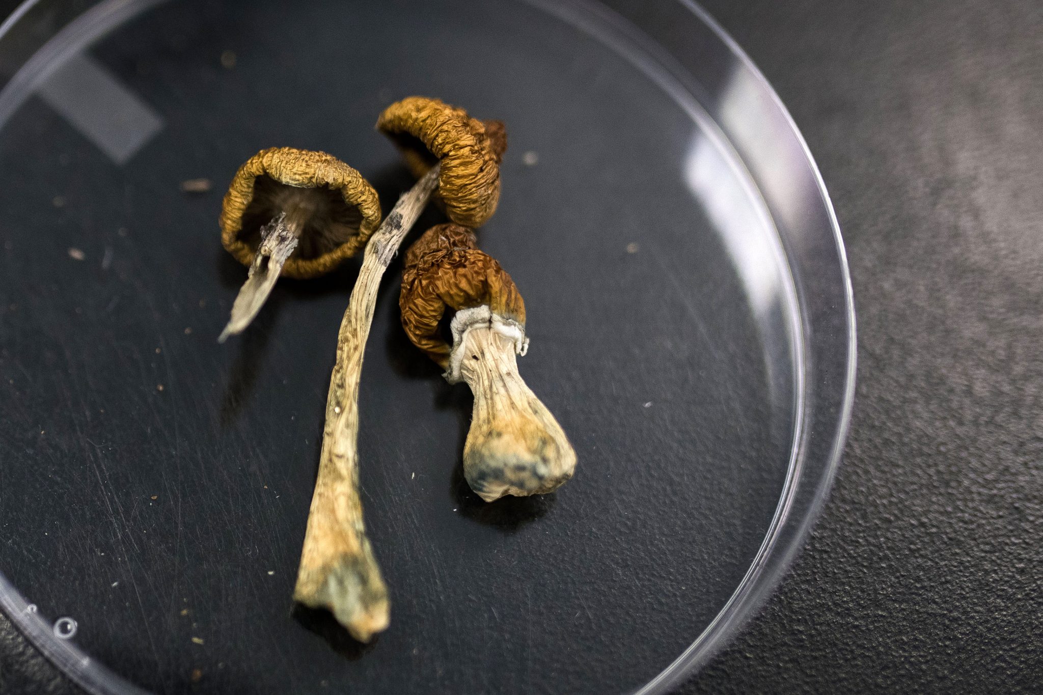 The Colorado Psychedelic Mushroom Experiment Has Arrived - Meditech Today